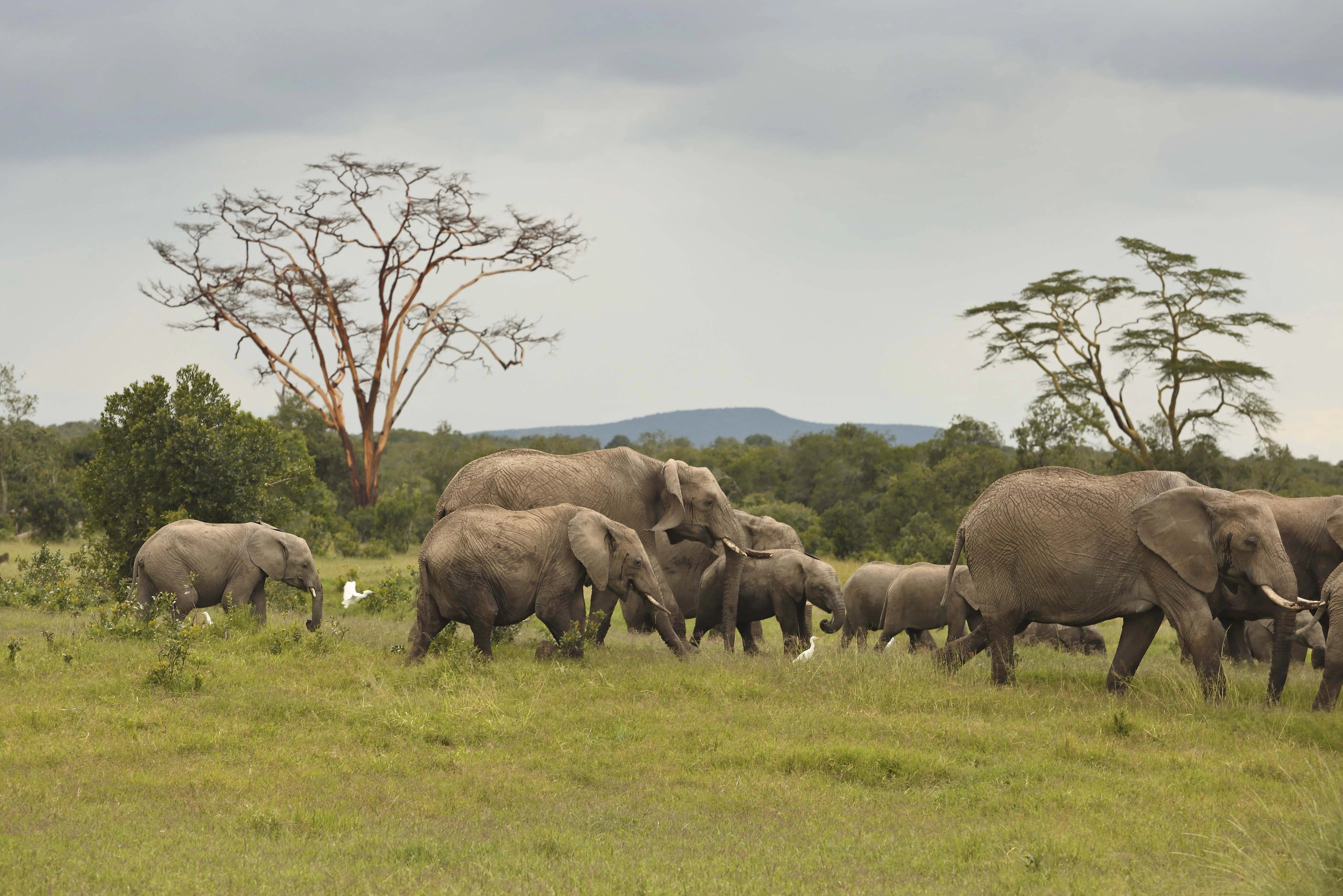 Ol Pejeta Conservancy | Brilliant Africa